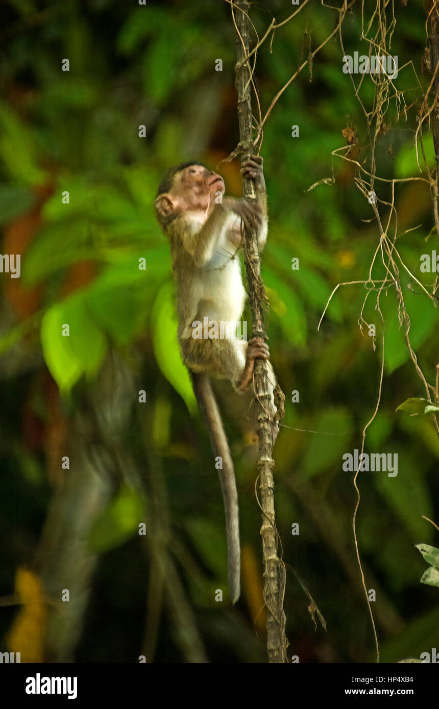 Young long tailed macaque (Macaca fascicularis) climbing Stock Photo ...