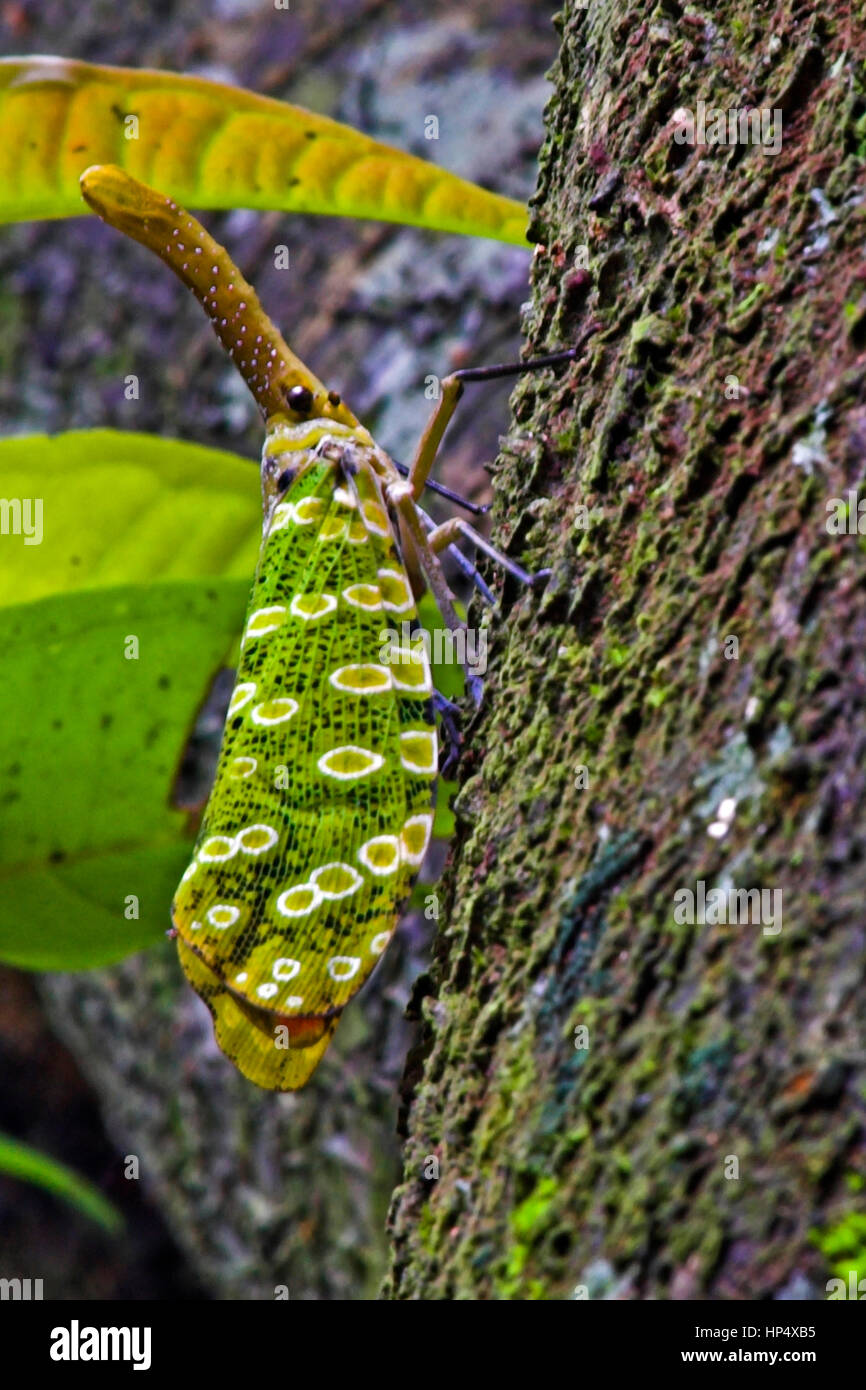 bornean colorful bornean insect on a branch Stock Photo - Alamy