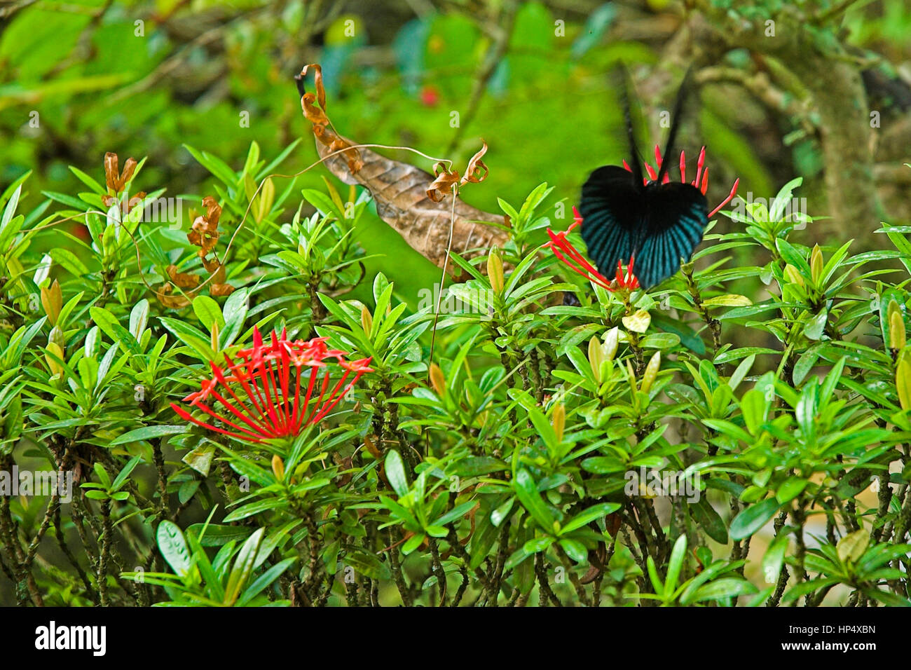 Bornean Insect High Resolution Stock Photography and Images - Alamy