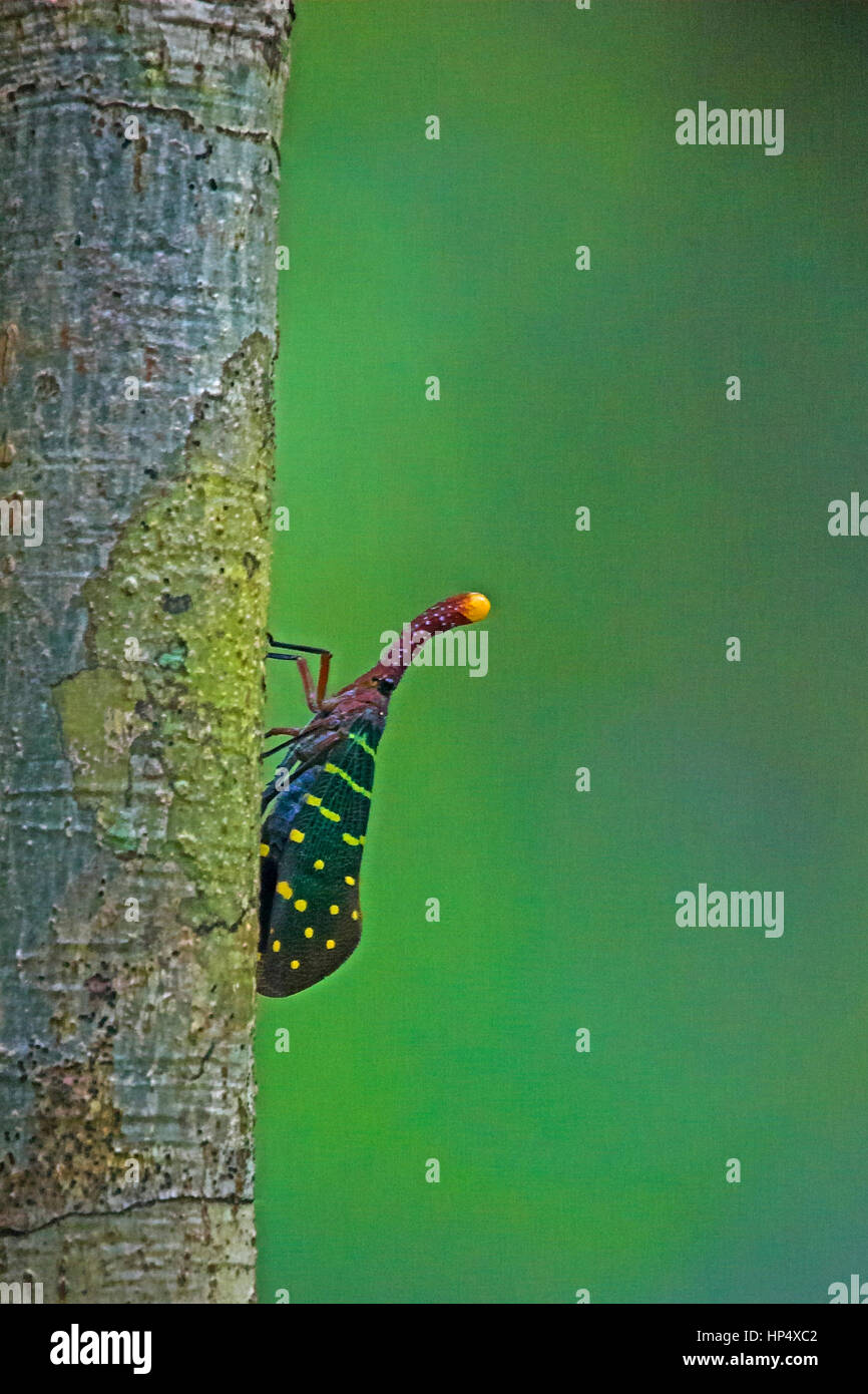 Insect on a branch hi-res stock photography and images - Alamy