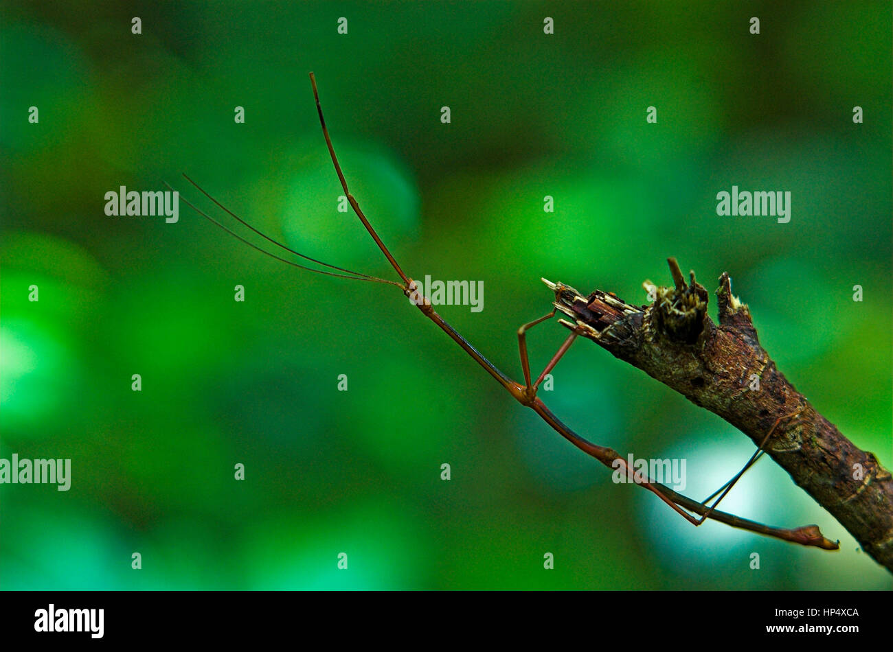 bornean Big stick insect on a branch Stock Photo - Alamy