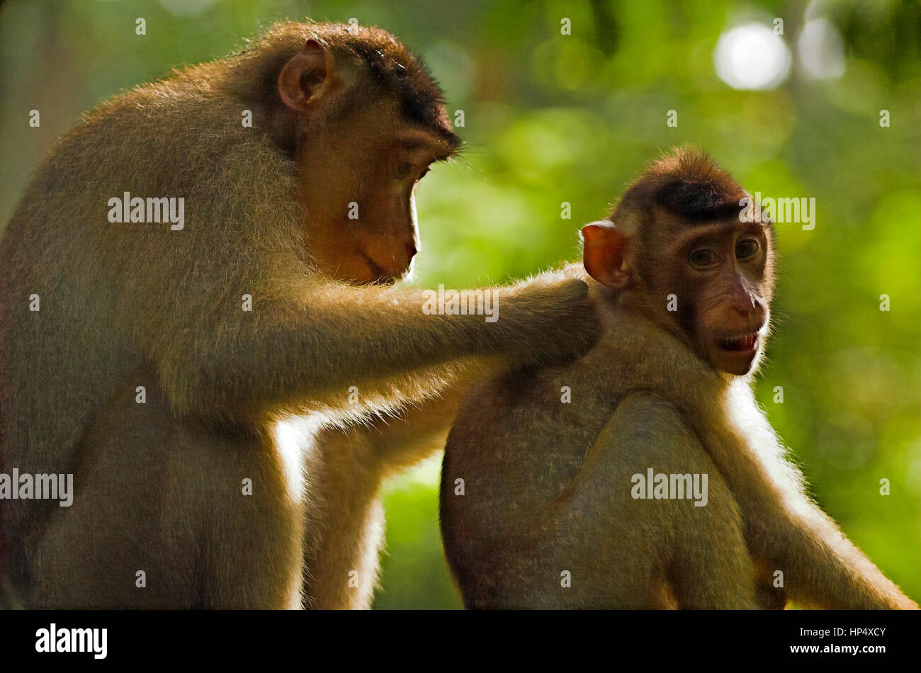 Grooming. Pigtail macaque (Macaca nemestrina) in the jungle. Social ...