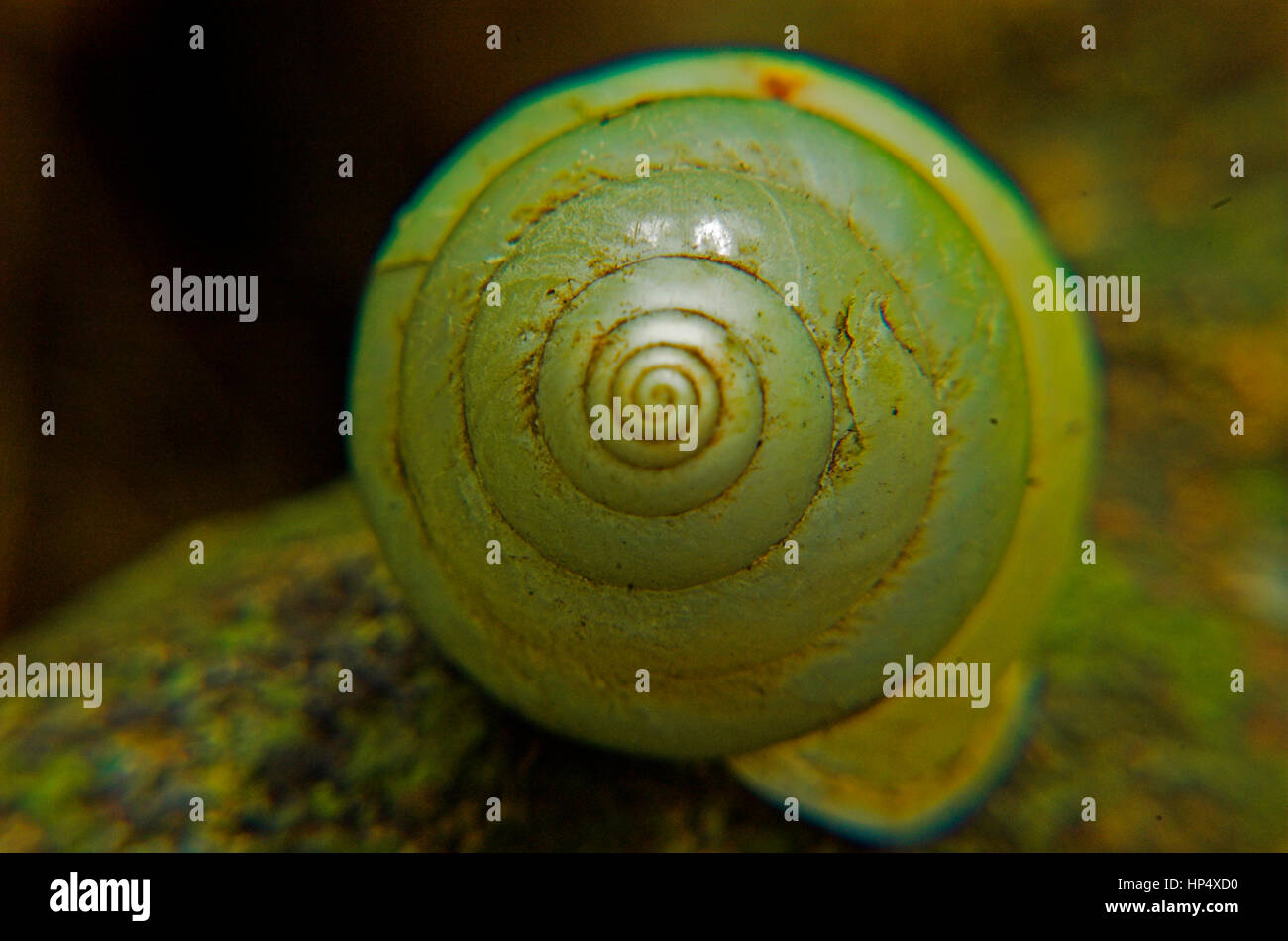 Spiral snail shell in the malaysian rainforest Stock Photo - Alamy