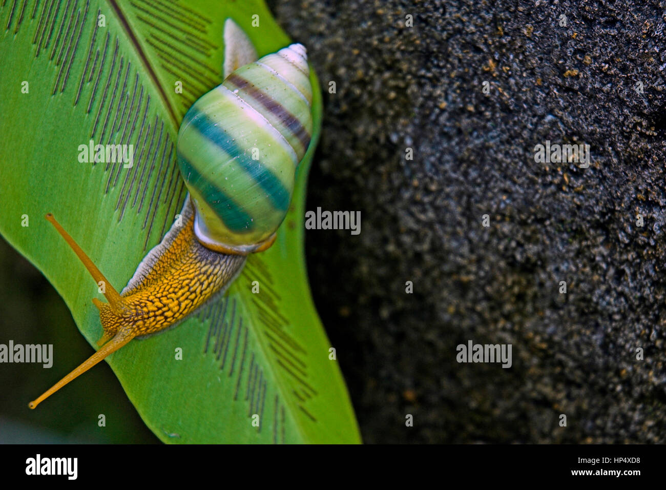 Borneo snail hi-res stock photography and images - Alamy