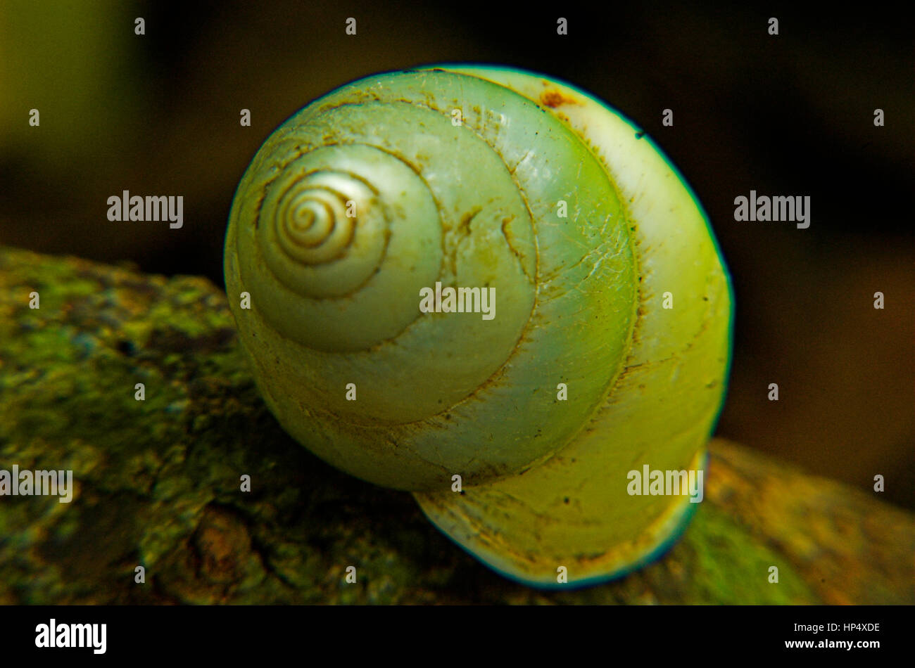 Spiral snail shell in the malaysian rainforest Stock Photo - Alamy