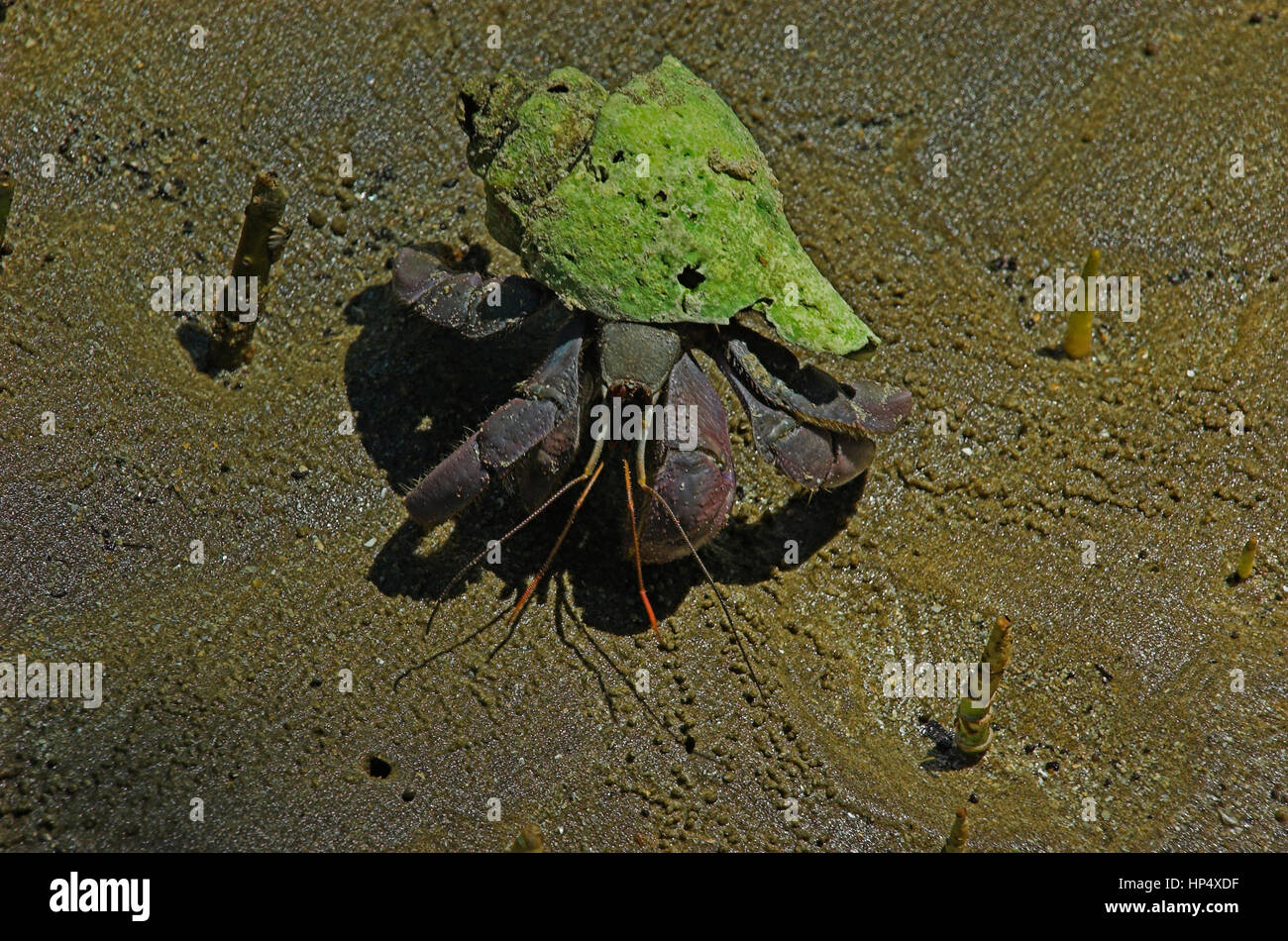 bornean hermit crab carring a shell Stock Photo - Alamy