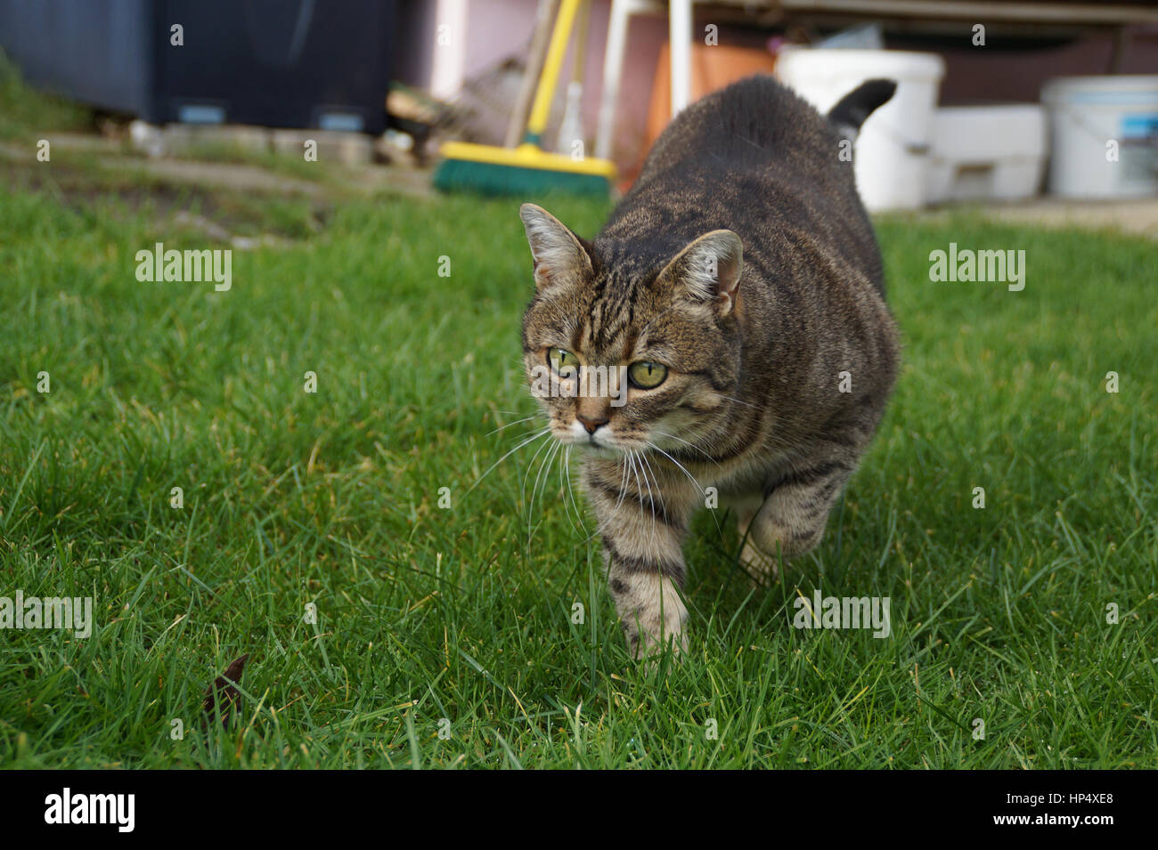 Cat with cat stripes hi-res stock photography and images - Alamy