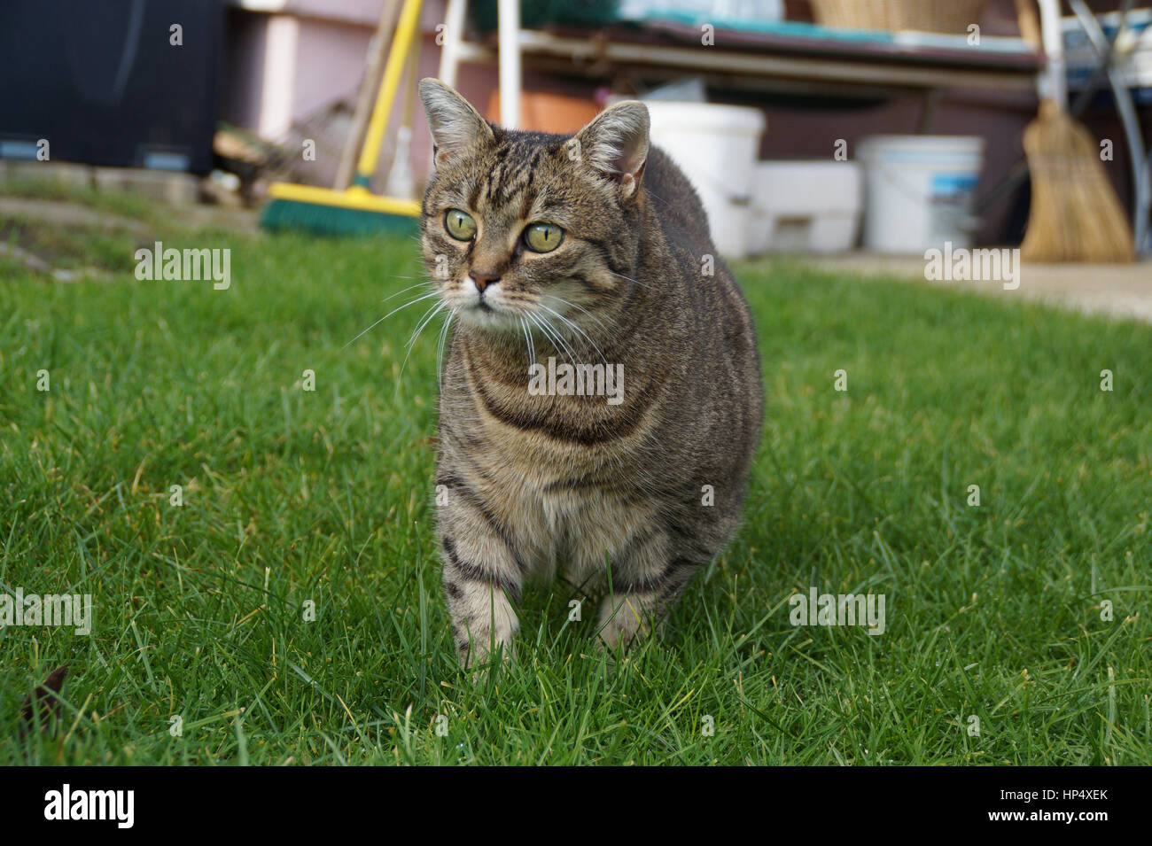Clever cat hi-res stock photography and images - Alamy