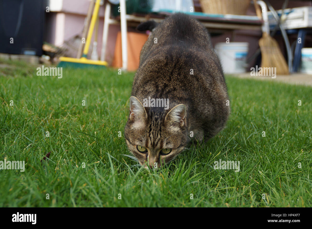Cat in the garden smelling the grass Stock Photo - Alamy