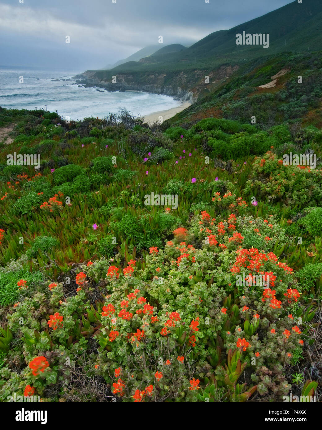 Blooming Flowers in California Stock Photo - Alamy