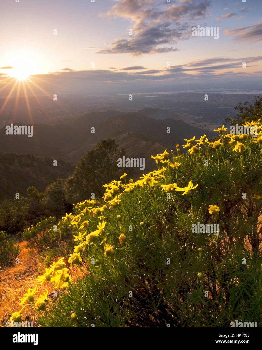 Blooming Flowers in California Stock Photo - Alamy