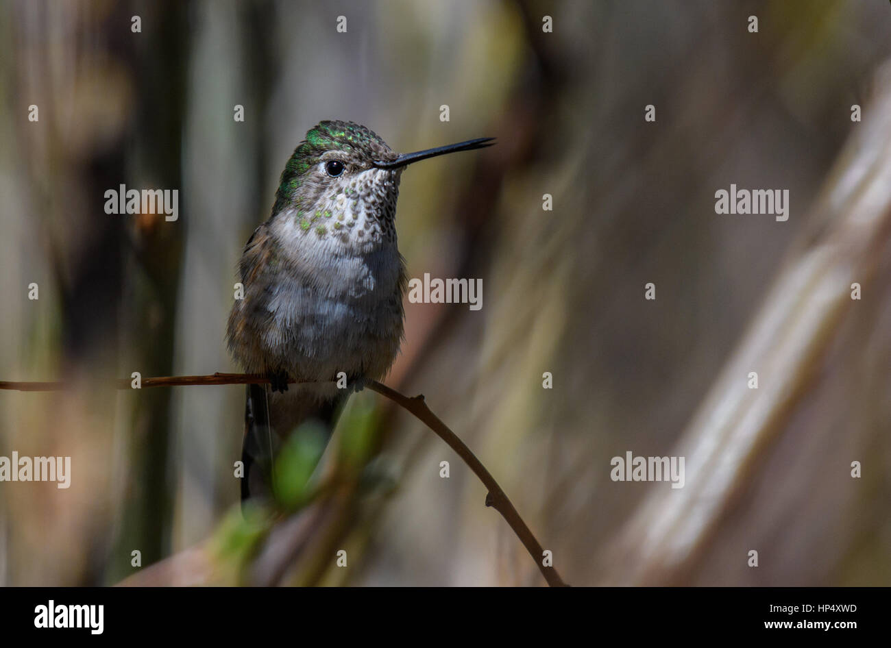 Tiny hummingbird in a tree hi-res stock photography and images - Alamy
