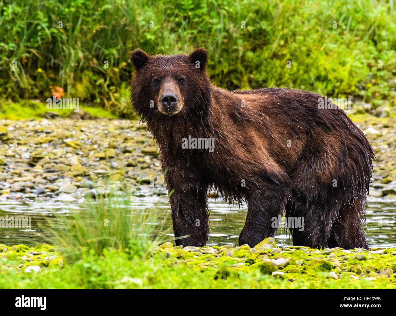A Brown Bear Hunting on Admiralty Island Alaska Stock Photo - Alamy