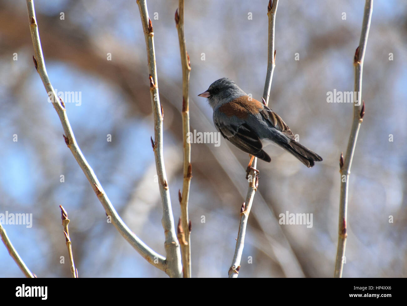 Dark eye junco hi-res stock photography and images - Alamy