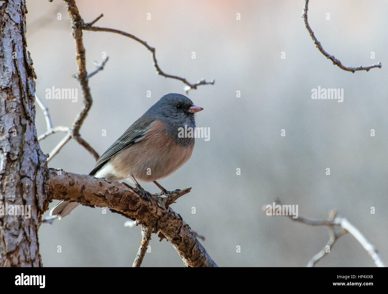 A Pretty Dark-eyed Junco Perched in a Tree Stock Photo - Alamy