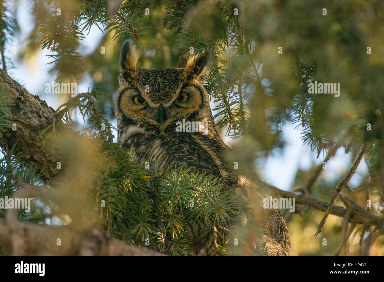 A Great Horned Owl Sternly Observing Photographer Stock Photo - Alamy