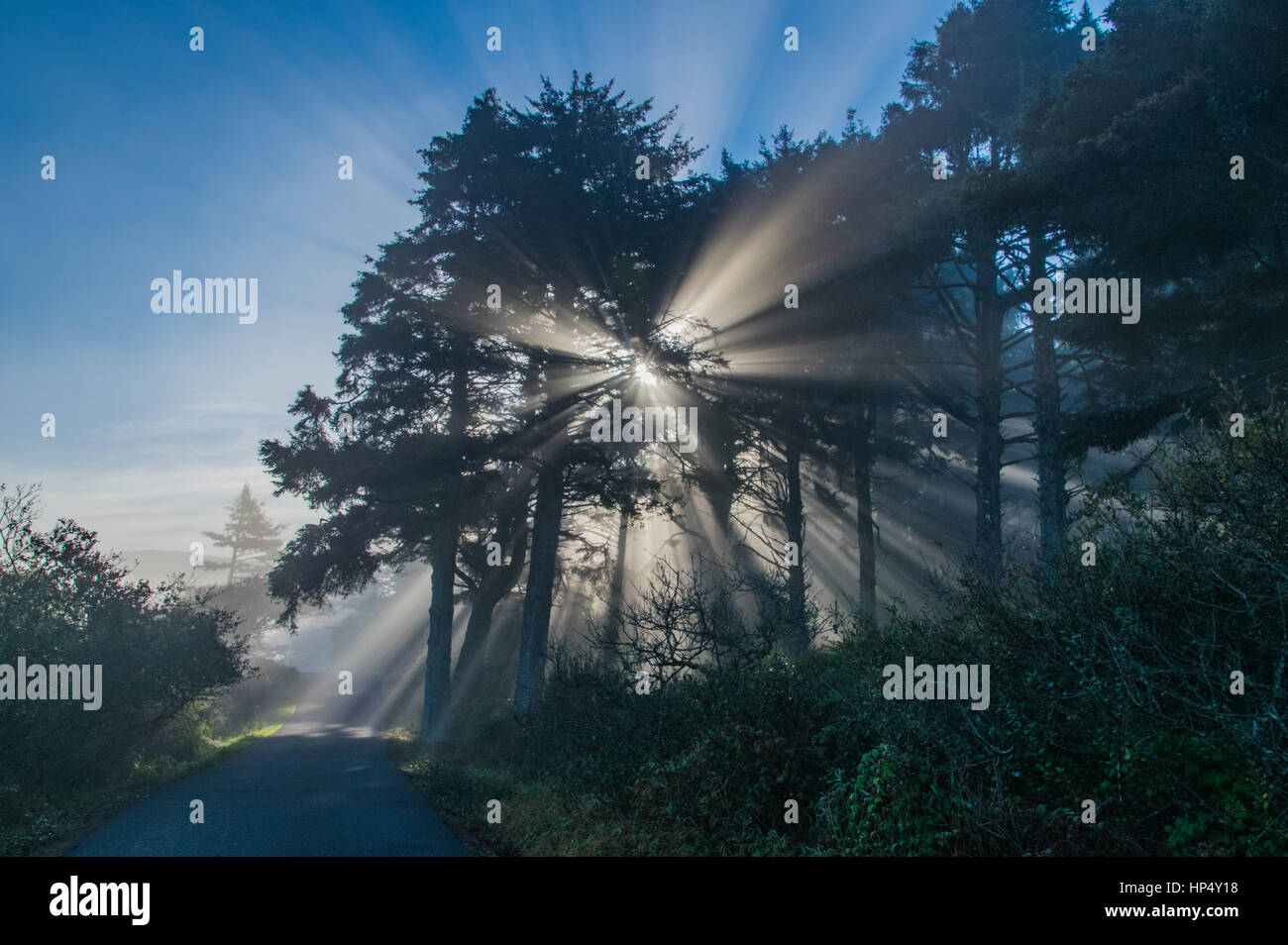 Sun Rays Shining through Trees in the Morning Stock Photo - Alamy