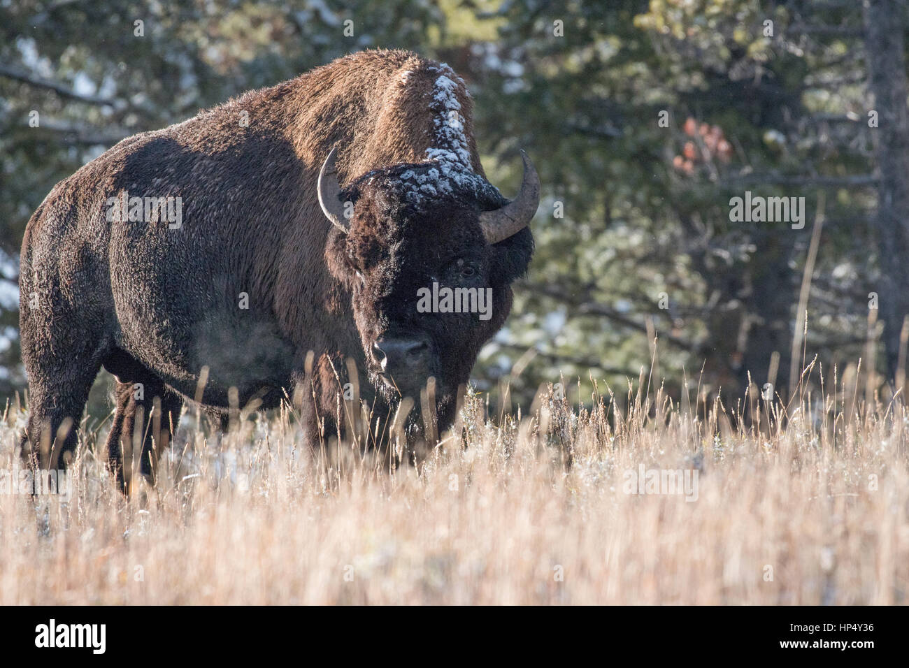 Bison bison bison great plains hi-res stock photography and images - Alamy