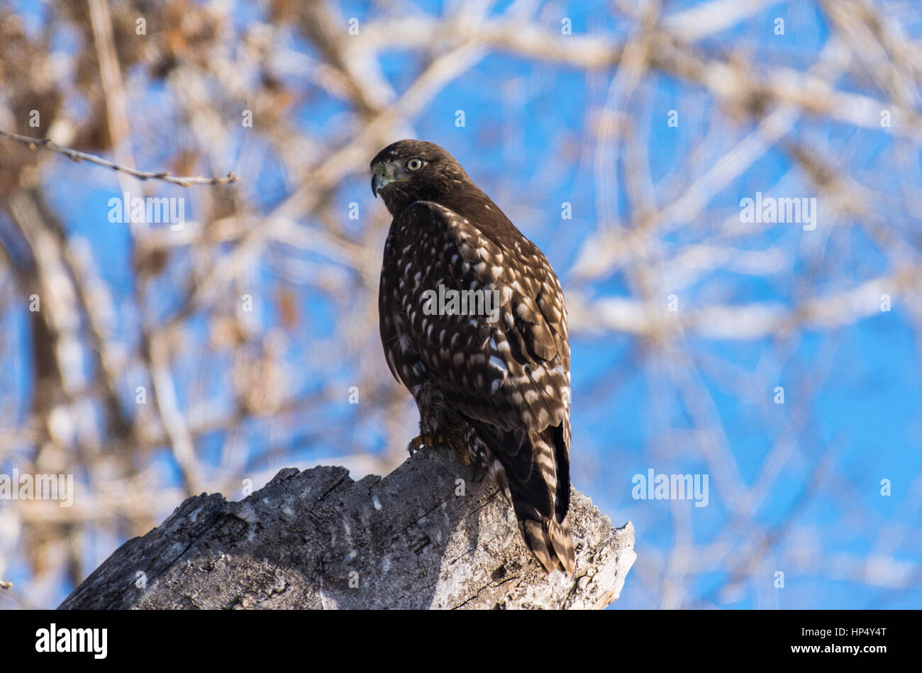 A Pretty Dark Morph Red-tailed Hawk Stock Photo - Alamy