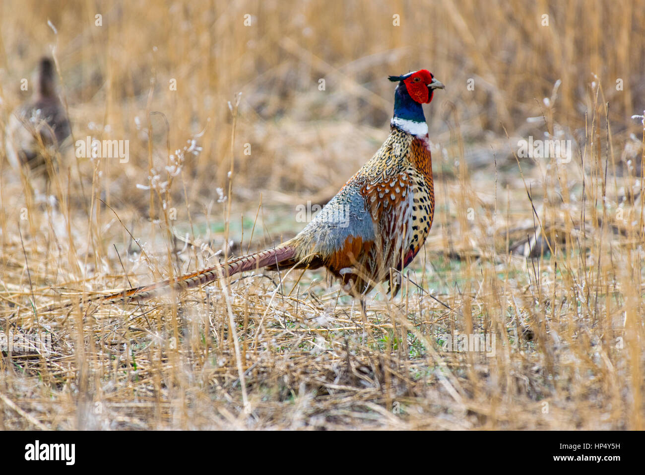 Upland pheasant hi-res stock photography and images - Alamy