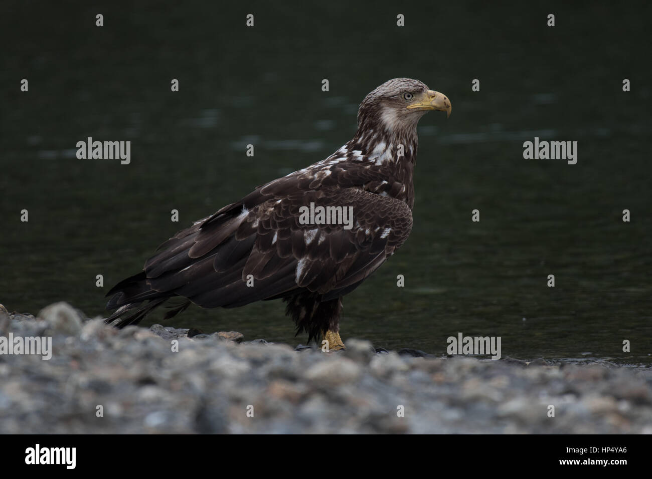 Bald eagle young bird hi-res stock photography and images - Alamy
