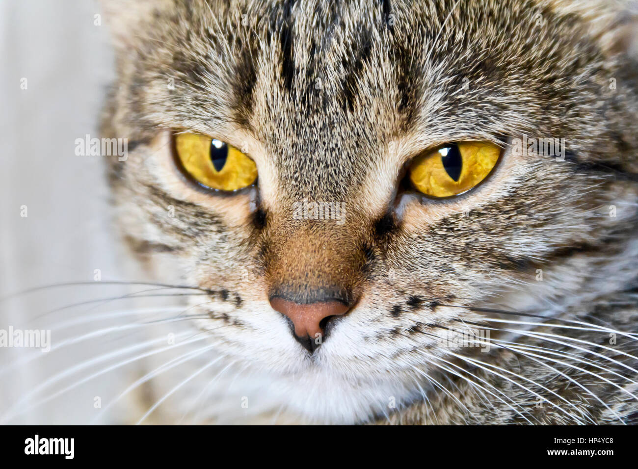 Photo of cat portrait with yellow eyes Stock Photo - Alamy