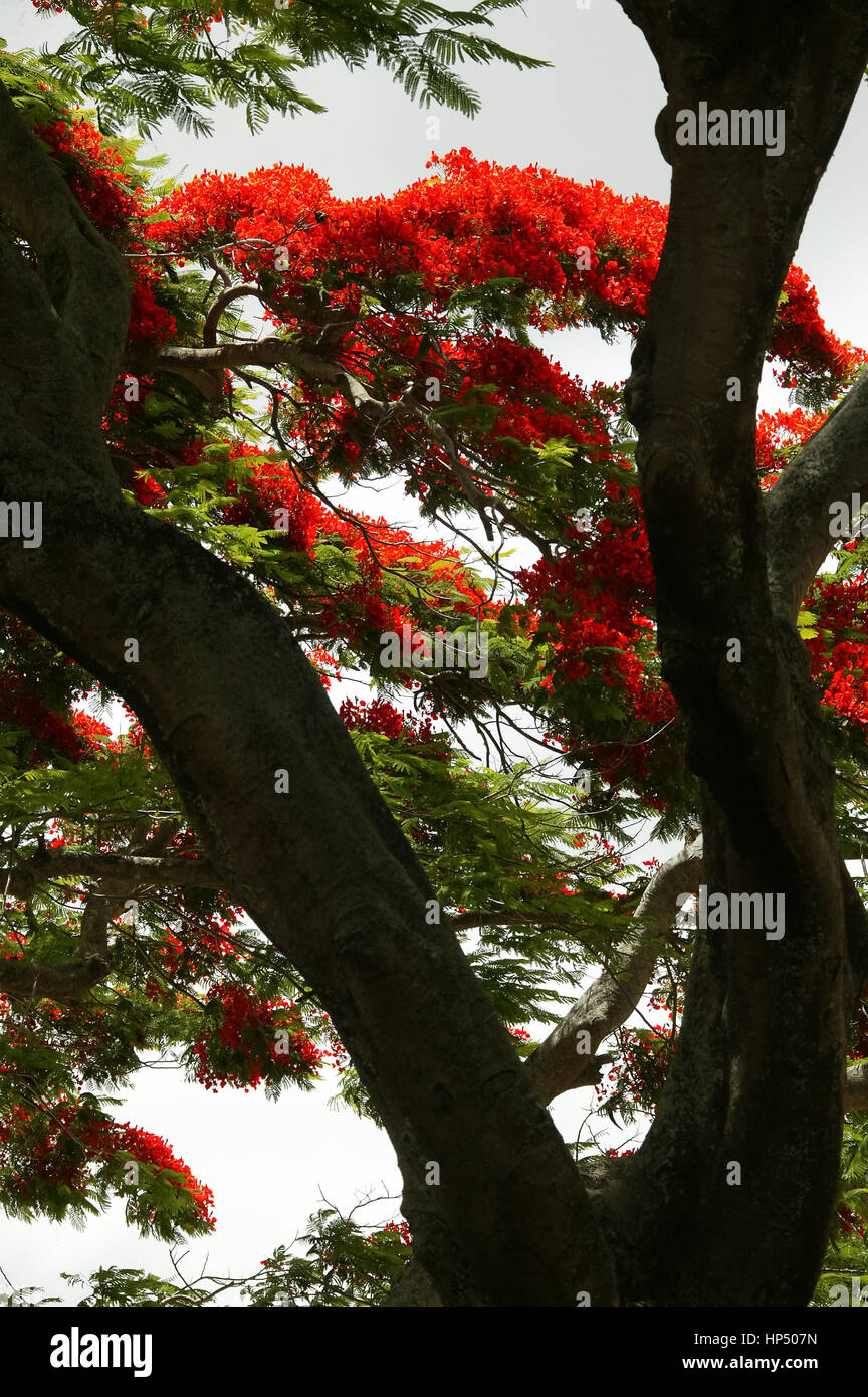 Mauritius flamboyant tree flame tree hi-res stock photography and ...