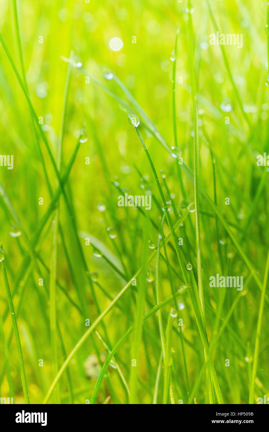 Closeup of green grass with morning dew in portrait mode Stock Photo ...