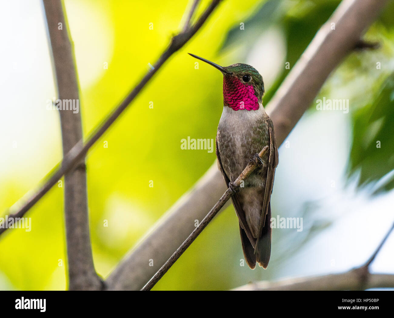 Tiny hummingbird in a tree hi-res stock photography and images - Alamy