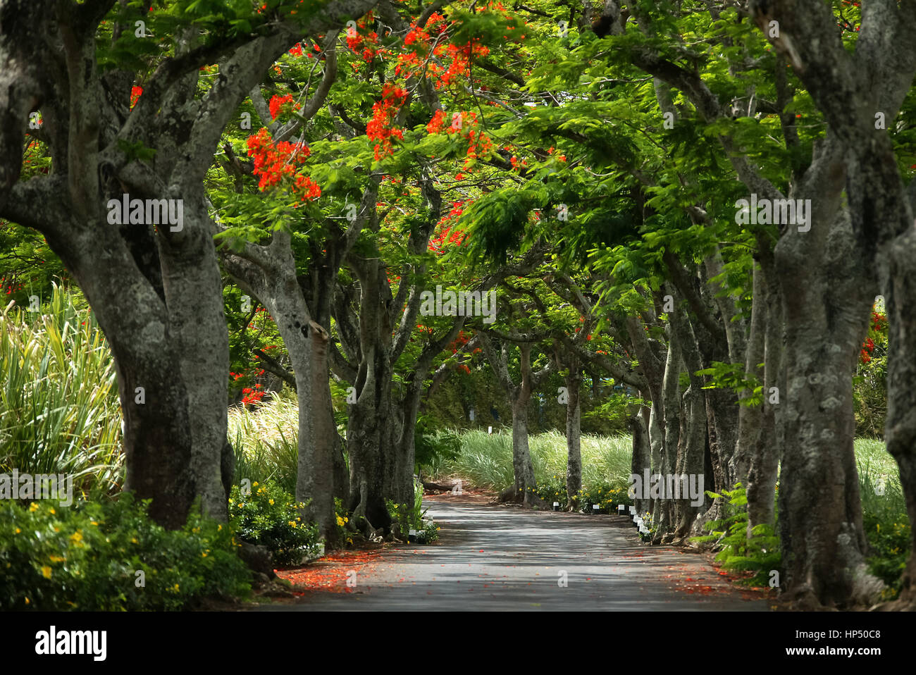 Mauritius, country road, fire trees, landscape, red flowers, Beau Plan ...