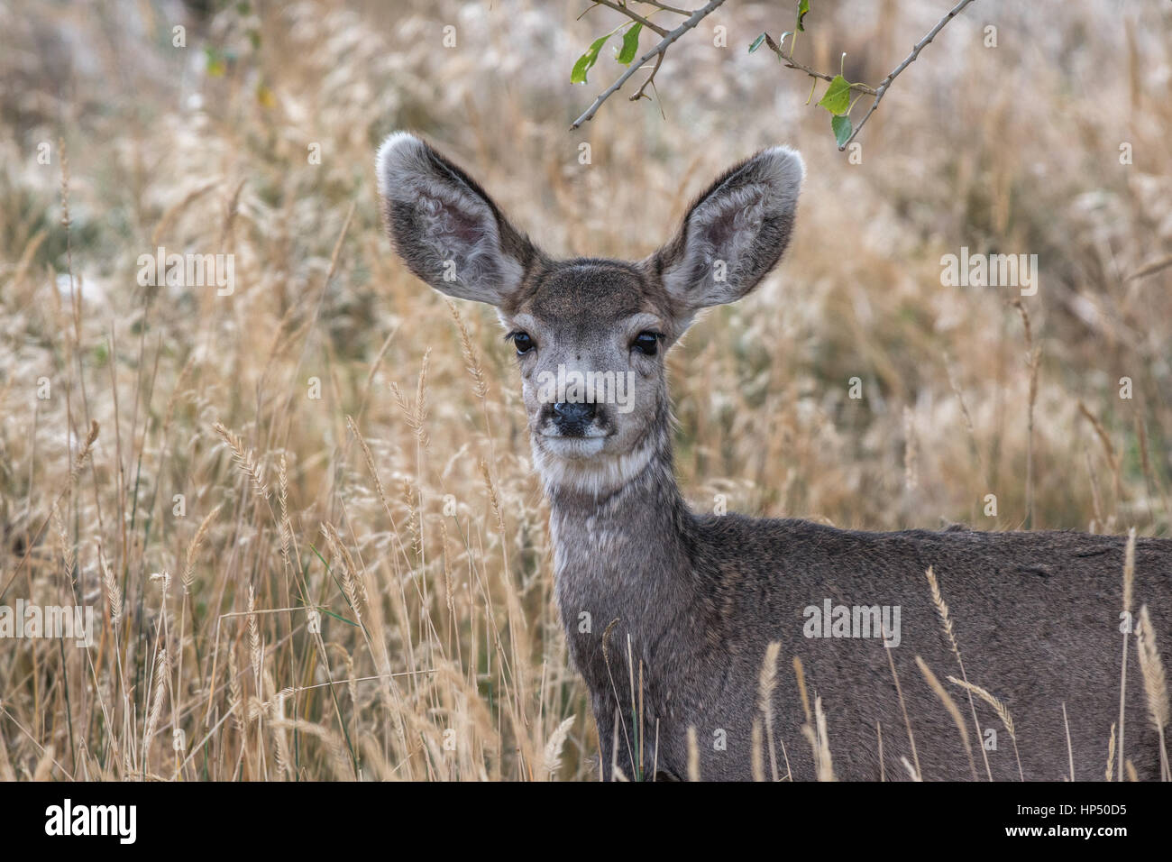 A Deer Doe Cautiously Alert Stock Photo - Alamy