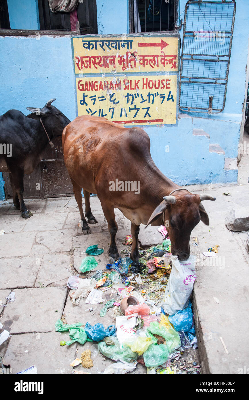 Cow eating rubbish hi-res stock photography and images - Alamy