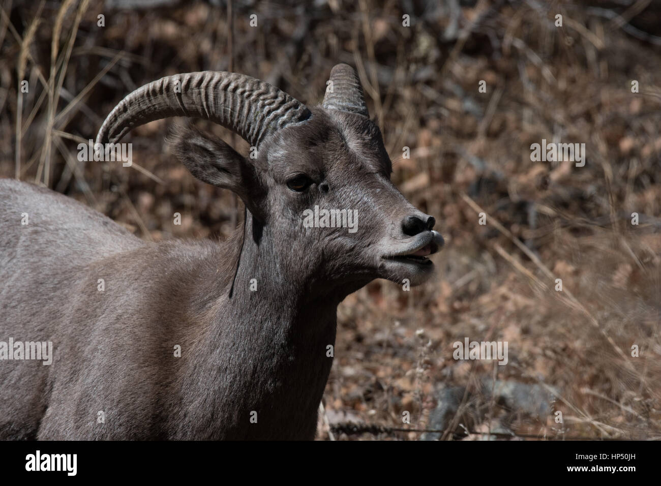 Sheep Hoof Stock Photos & Sheep Hoof Stock Images - Alamy