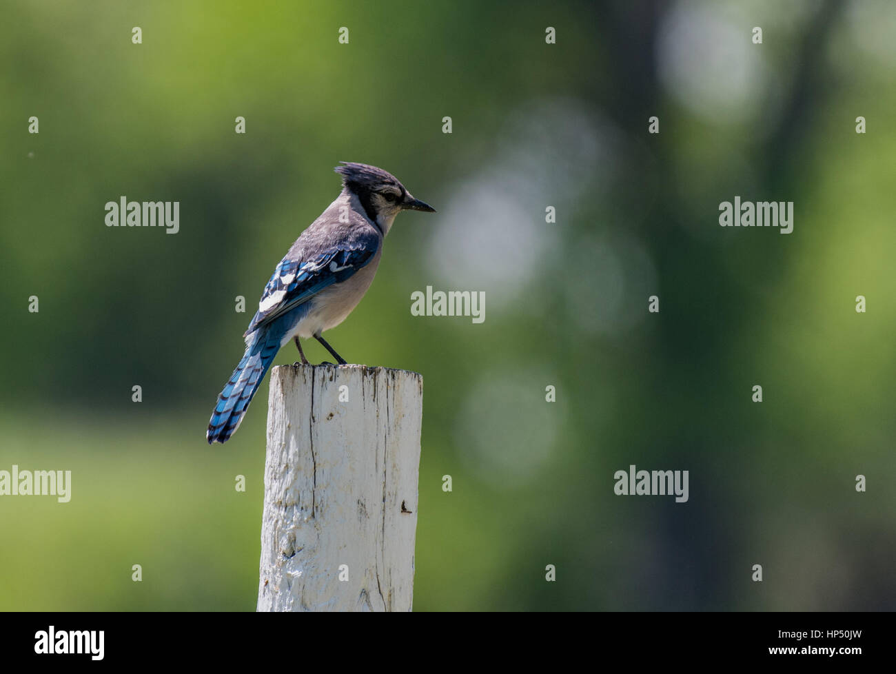 A Pretty Blue Jay Perched on a Fence Post Stock Photo - Alamy
