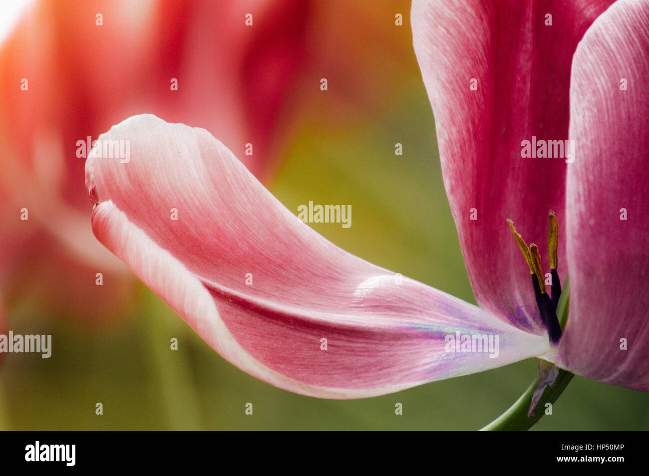 Spring petal pink tulip in the garden Stock Photo - Alamy