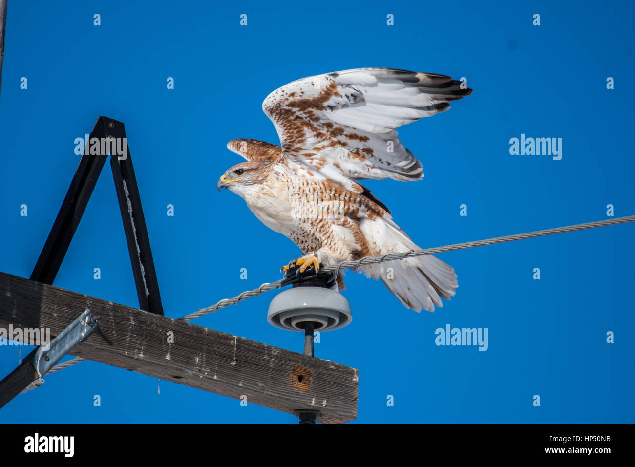 A Beautiful Ferruginous Hawk Landing on a Power Pole Stock Photo - Alamy