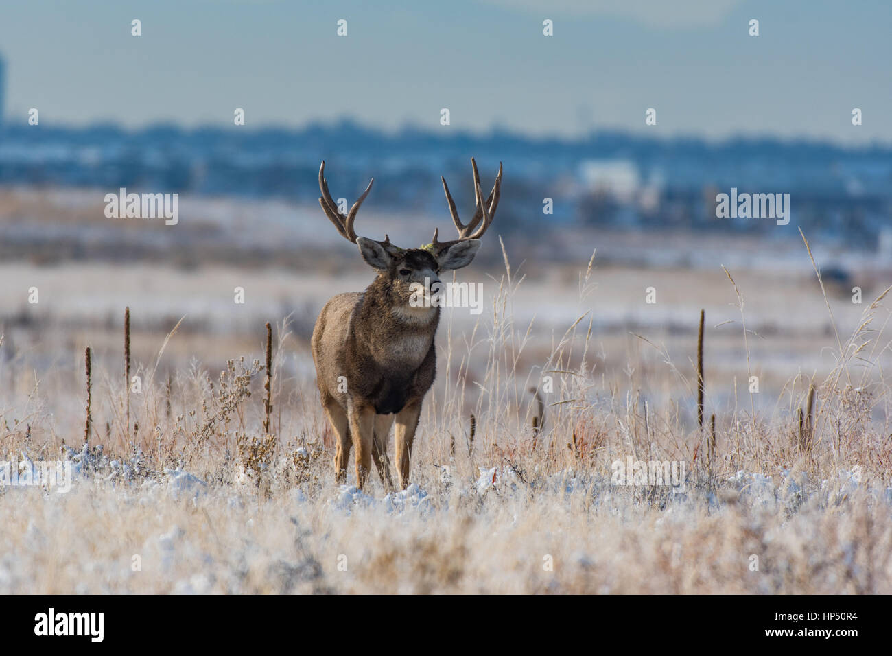 Large Mule Deer Buck in a Snowy Meadow on a Frigid Winter Morning Stock ...