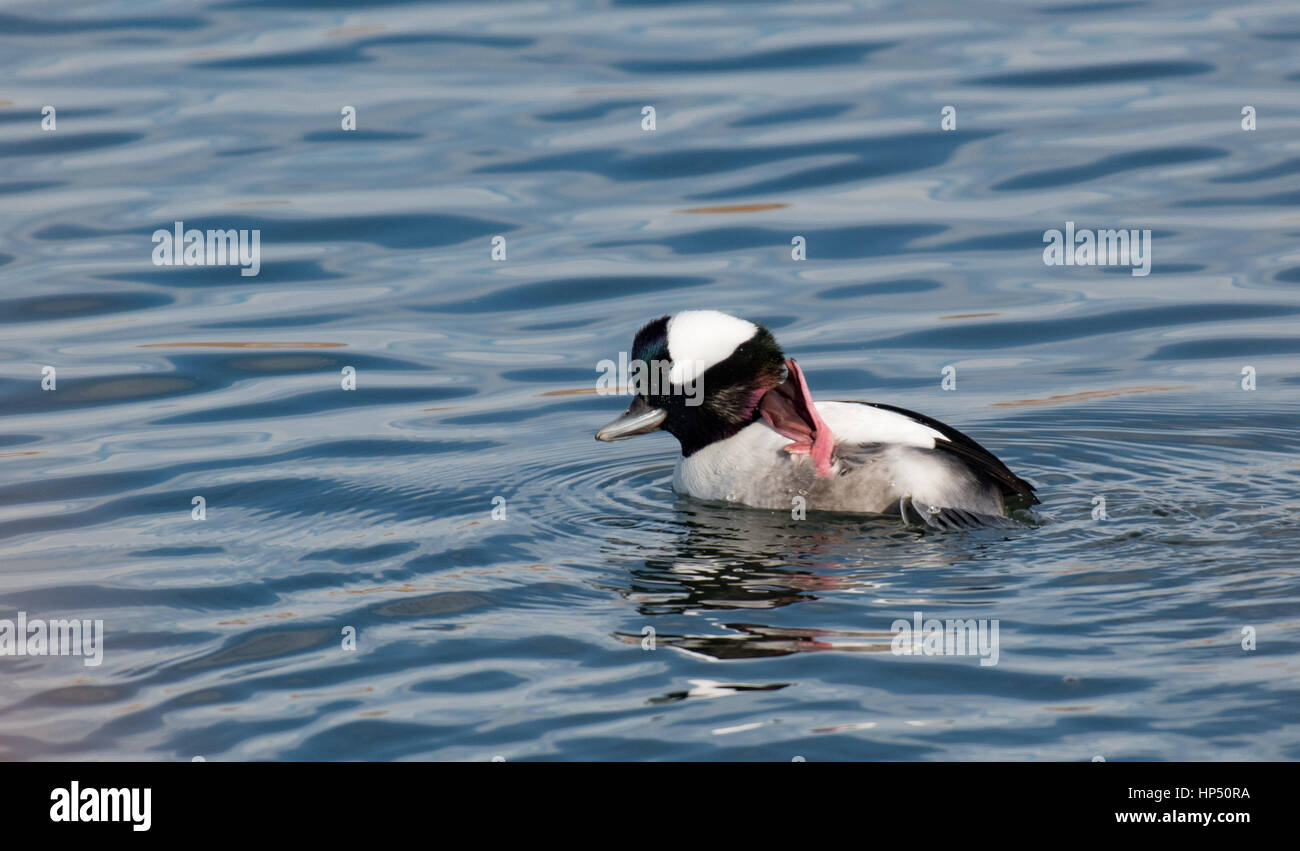 Bufflehead Duck On Head