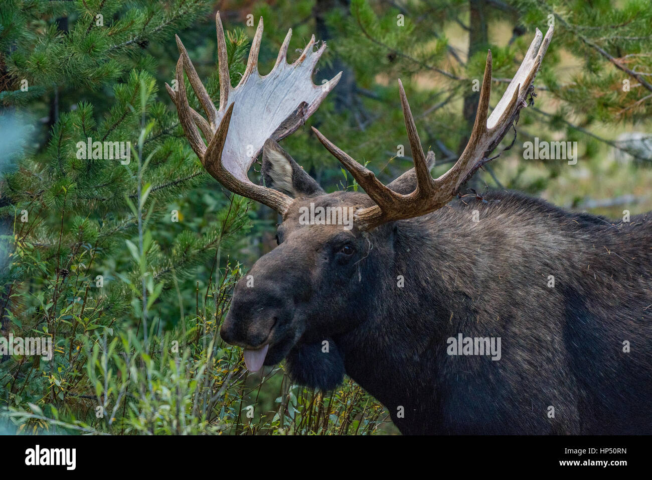 Large bull moose High Resolution Stock Photography and Images - Alamy