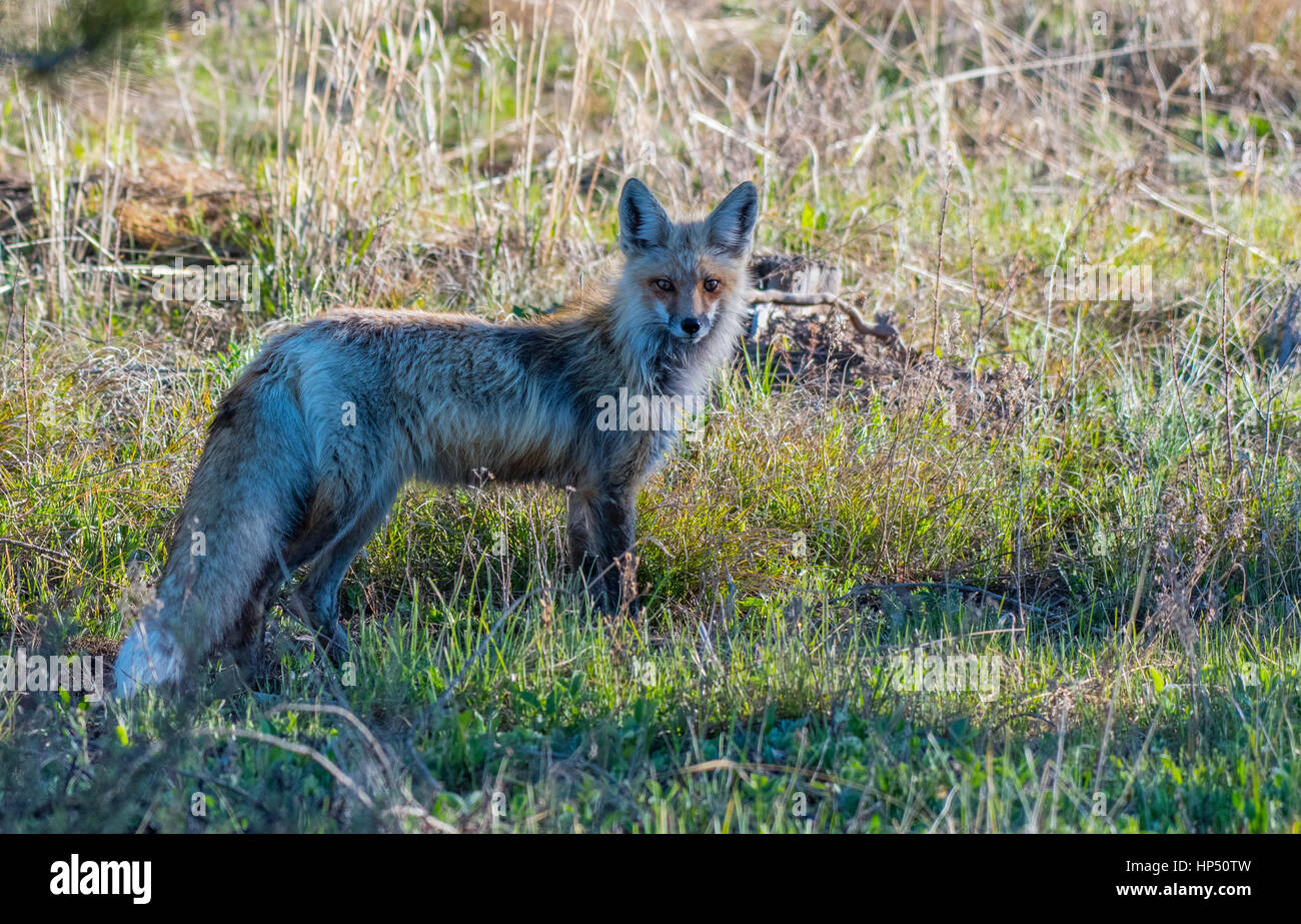 A Beautiful Red Fox Hunting for Prey Stock Photo - Alamy