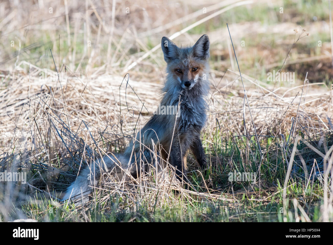 Fox hunting for prey hi-res stock photography and images - Alamy