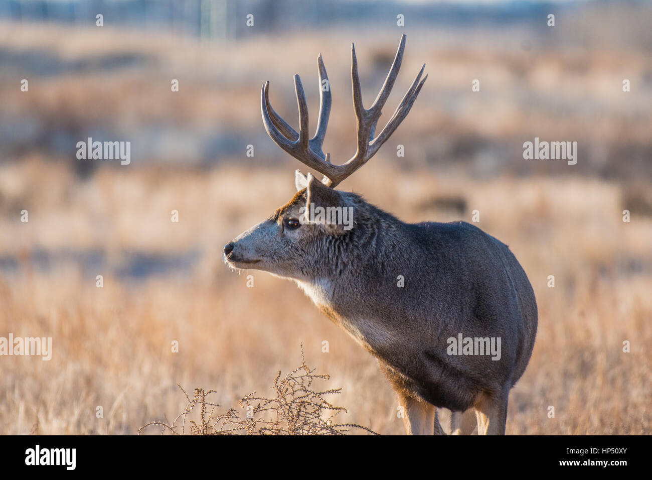 Large Mule Deer on the Plains of Colorado Stock Photo - Alamy