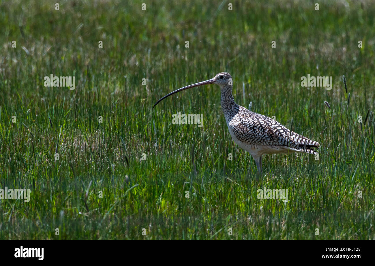 A Long-billed Curlew in a Foraging on a Farm Field Stock Photo - Alamy