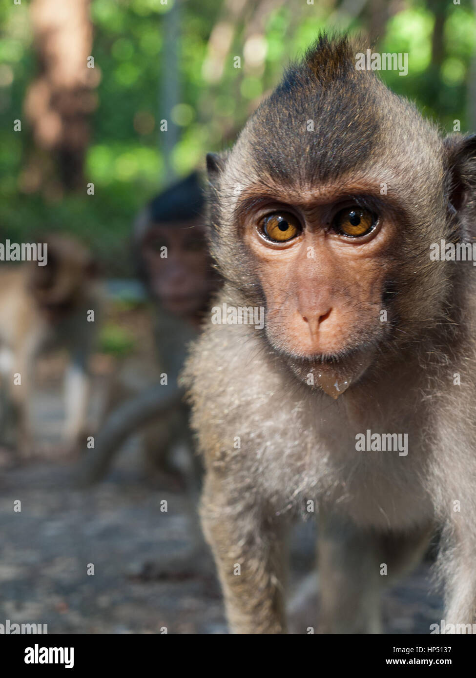 Curious monkey hi-res stock photography and images - Alamy