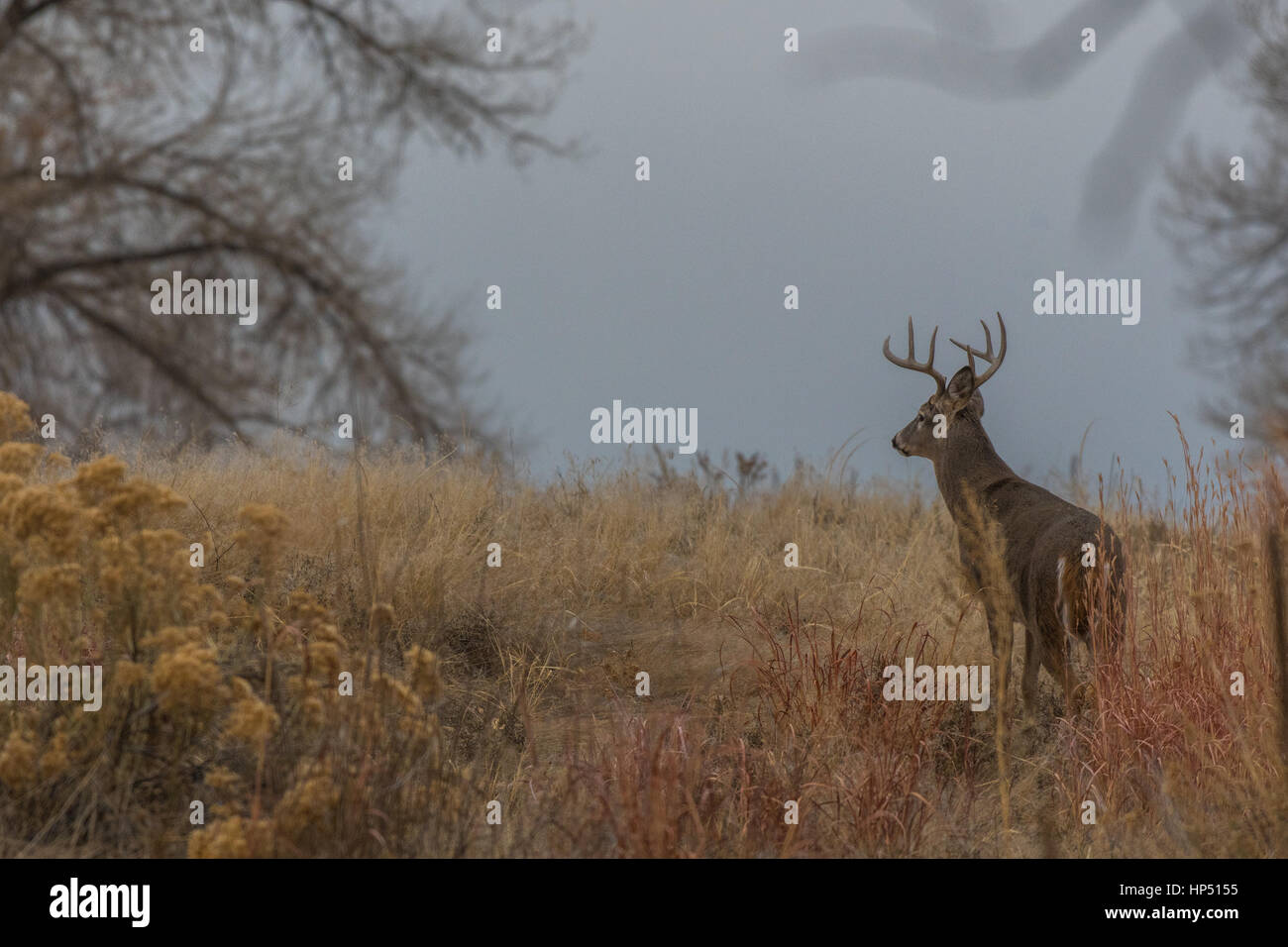 A Massive Mule Deer Buck Looking Ahead Stock Photo - Alamy