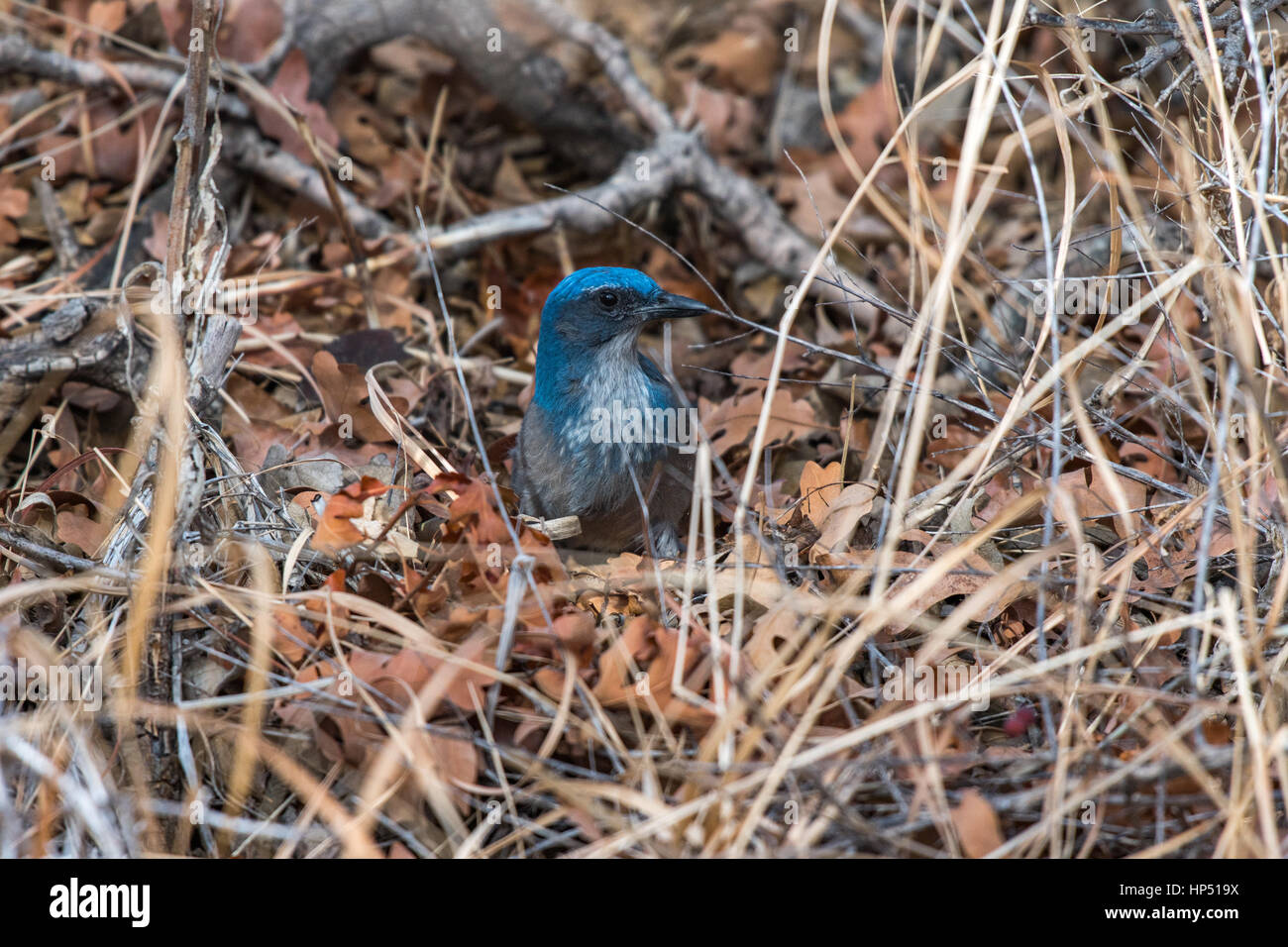 A Woodhouse's Scrub Jay Foraging for Food Stock Photo - Alamy