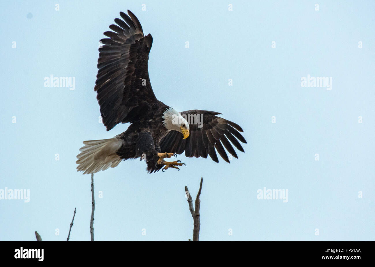 Bald eagle landing hi-res stock photography and images - Alamy