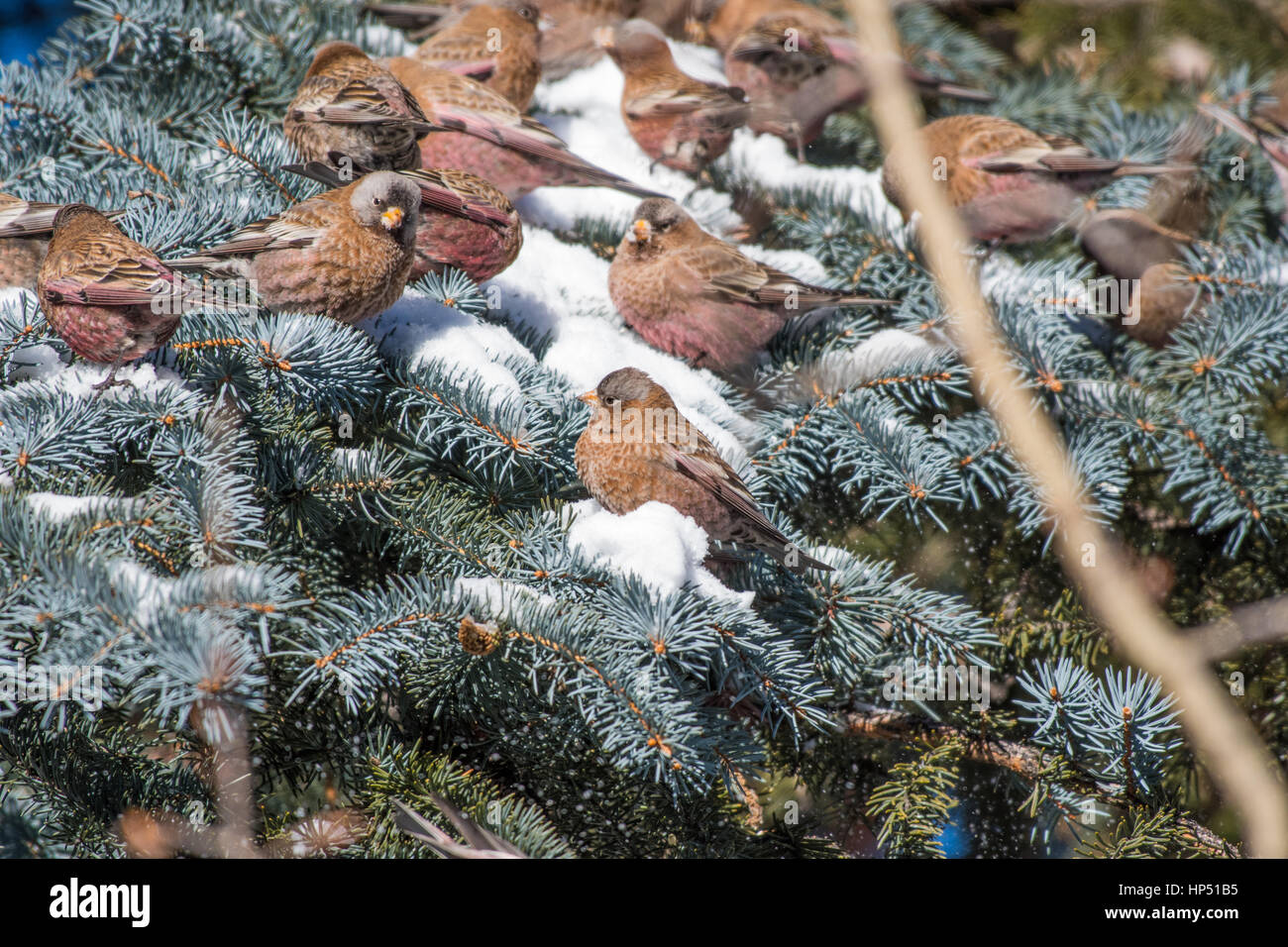 Rosy finch hi-res stock photography and images - Alamy