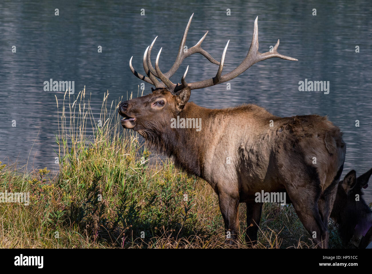 Bull Elk Bugling During Mating Season Stock Photo - Alamy