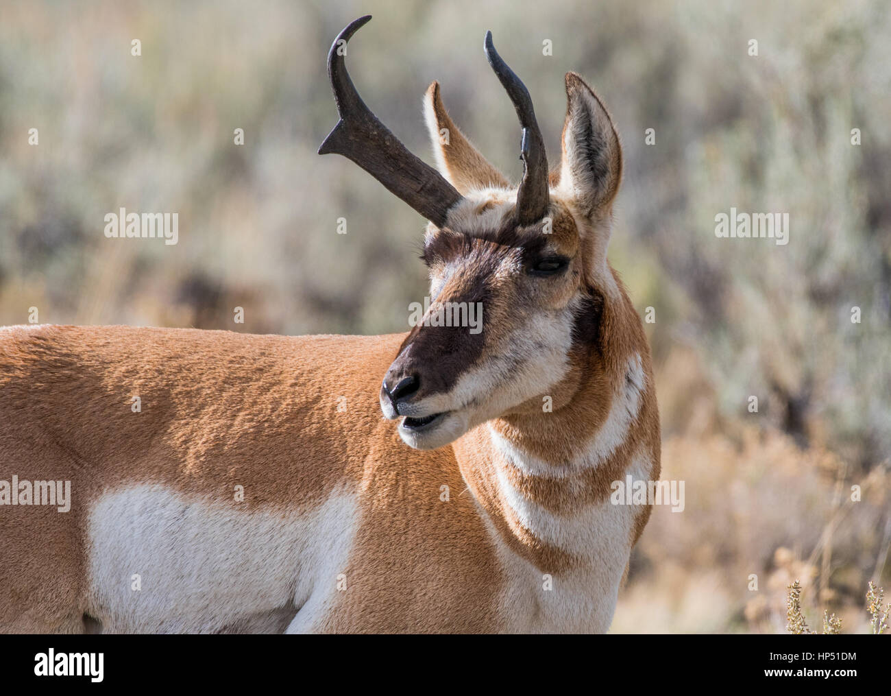 A Pronghorn Close Up on the Plains of Colorado Stock Photo - Alamy